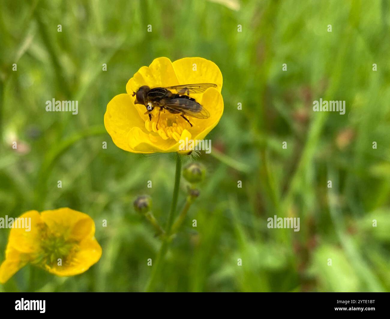 Striped Swamp Fly (Eurimyia lineata Stock Photo - Alamy
