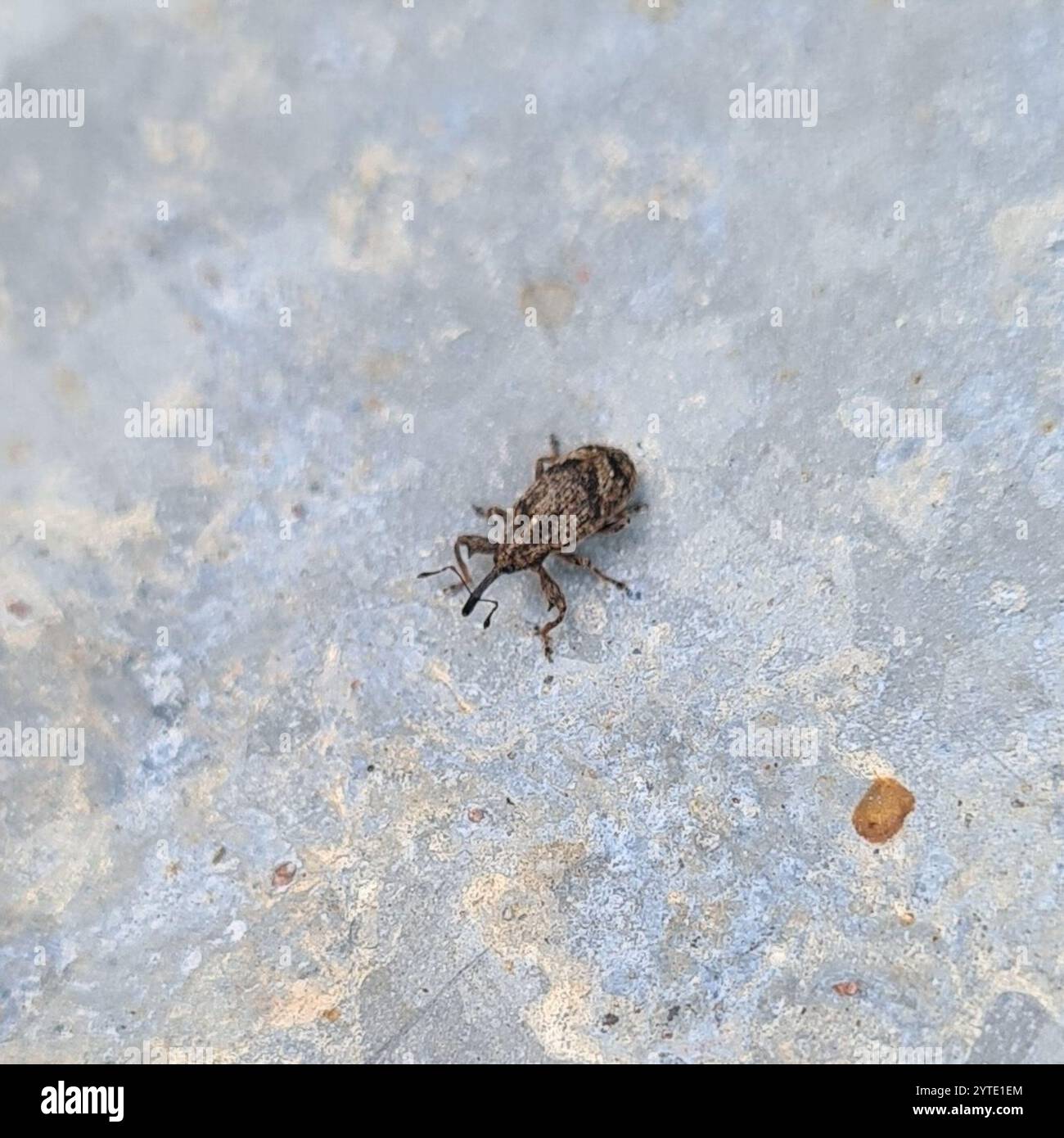 Apple Blossom Weevil (Anthonomus pomorum Stock Photo - Alamy