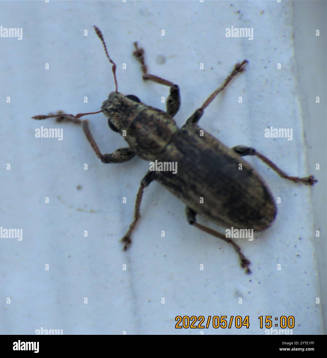 Sitona lineatus hi-res stock photography and images - Alamy