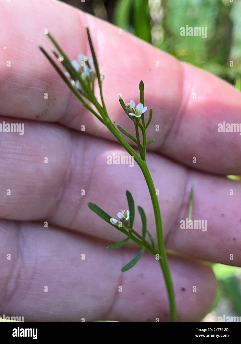 hairy bittercress (Cardamine hirsuta Stock Photo - Alamy