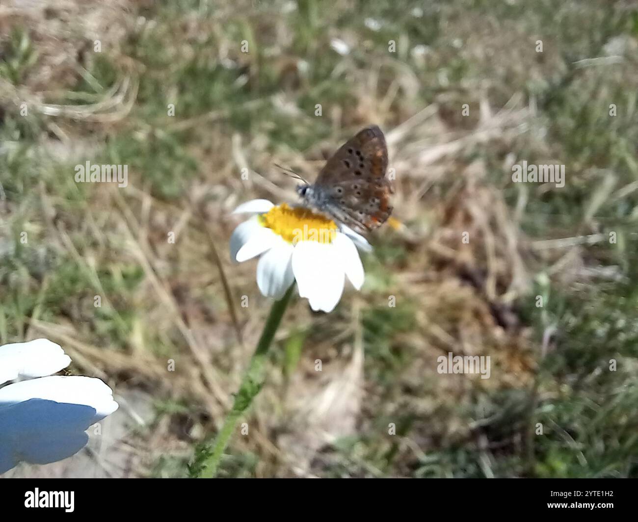 Southern Brown Argus (Aricia cramera Stock Photo - Alamy