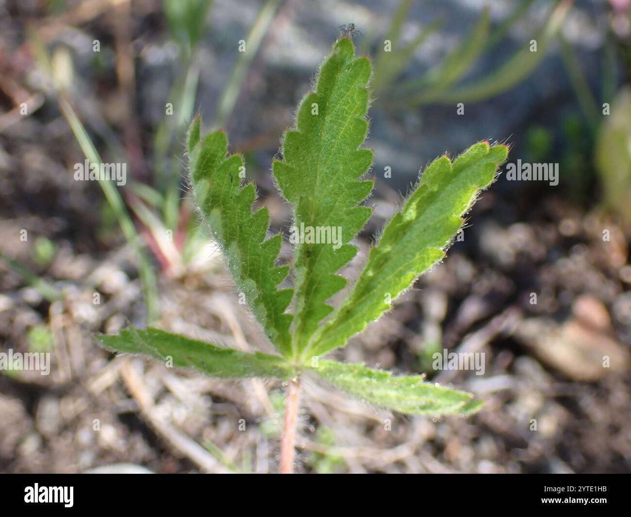 sulphur cinquefoil (Potentilla recta Stock Photo - Alamy