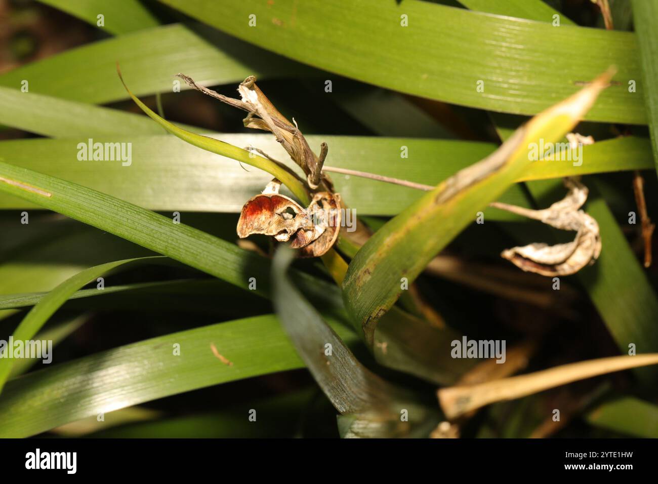 Stinking iris (Iris foetidissima Stock Photo - Alamy