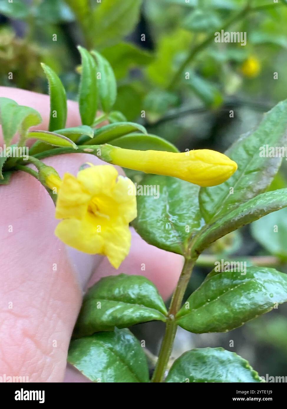 Italian Jasmine (Chrysojasminum humile Stock Photo - Alamy