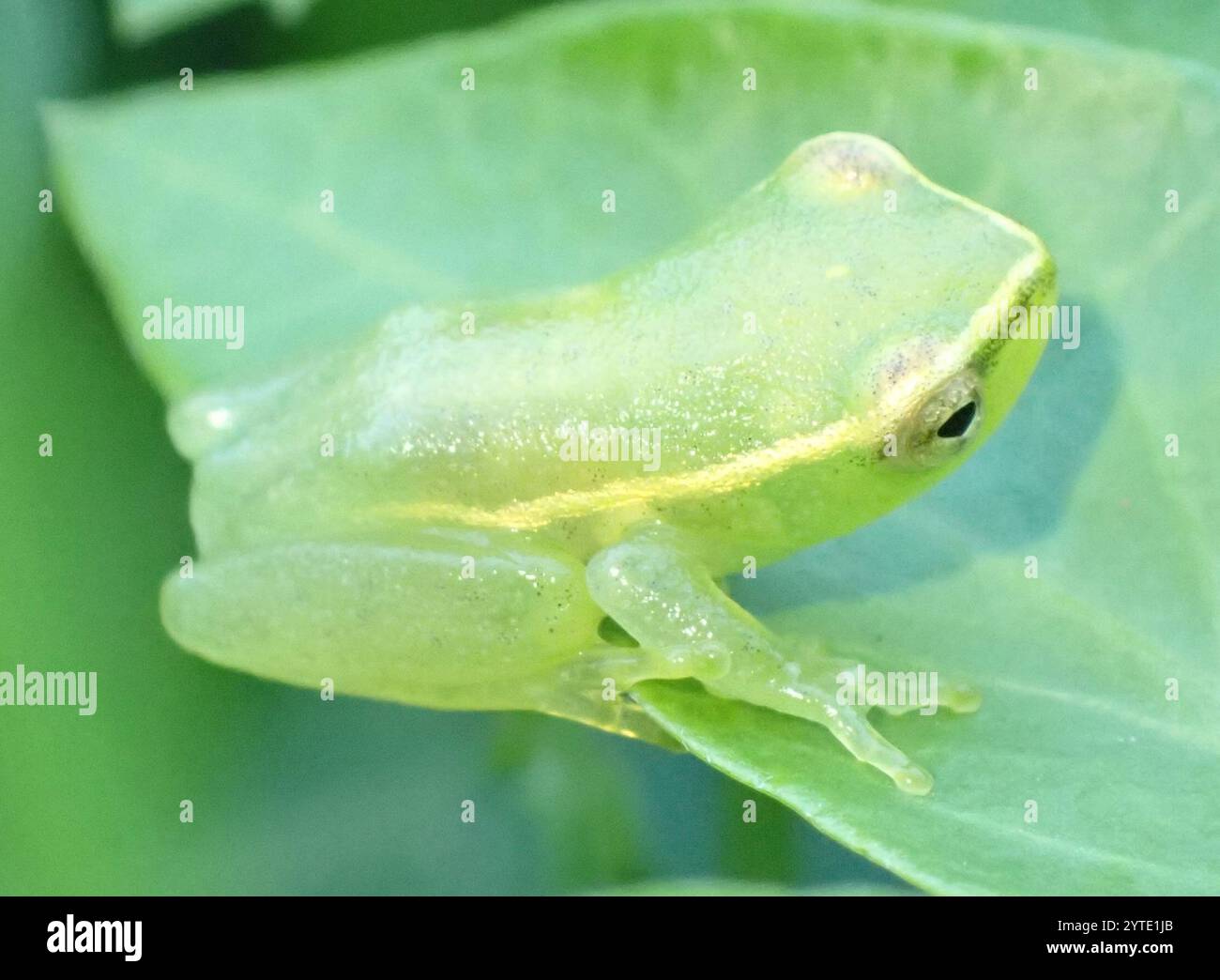 Water lily reed frog hi-res stock photography and images - Alamy
