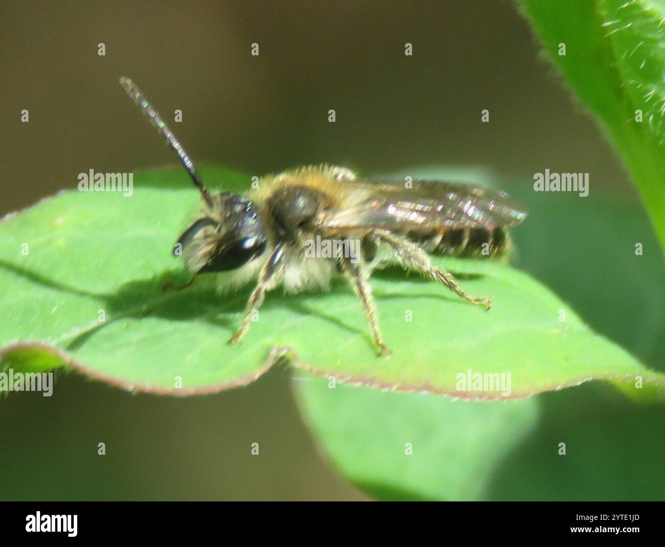 Mining Bees (Andrena Stock Photo - Alamy