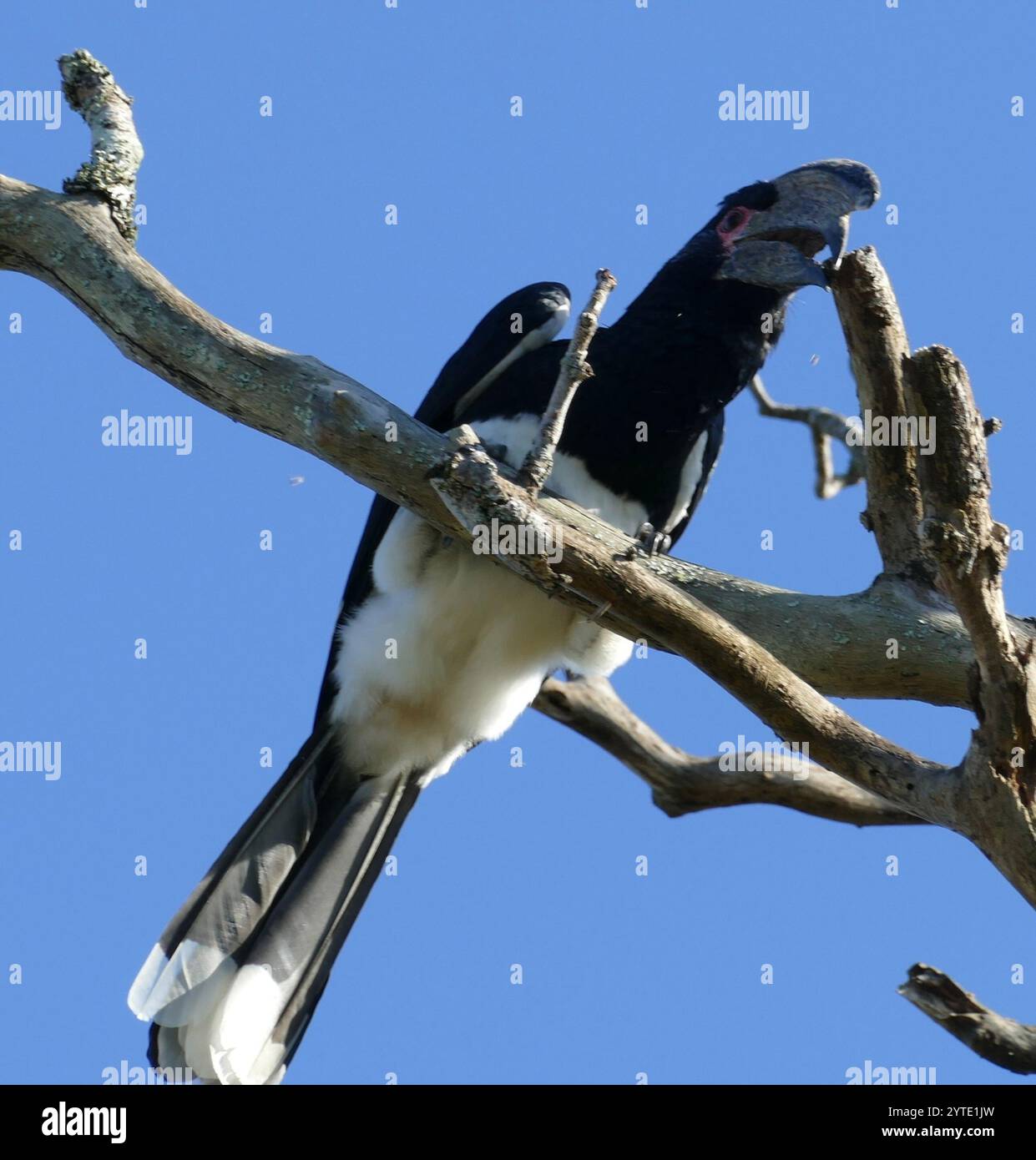 Trumpeter Hornbill (Bycanistes bucinator Stock Photo - Alamy
