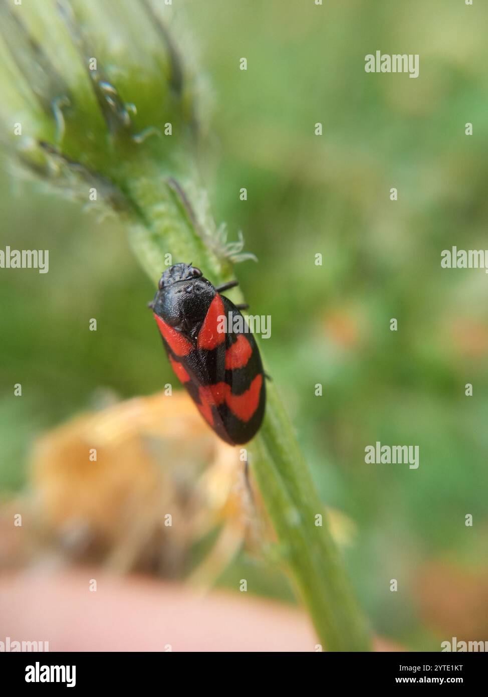 Common Froghopper (Cercopis vulnerata Stock Photo - Alamy