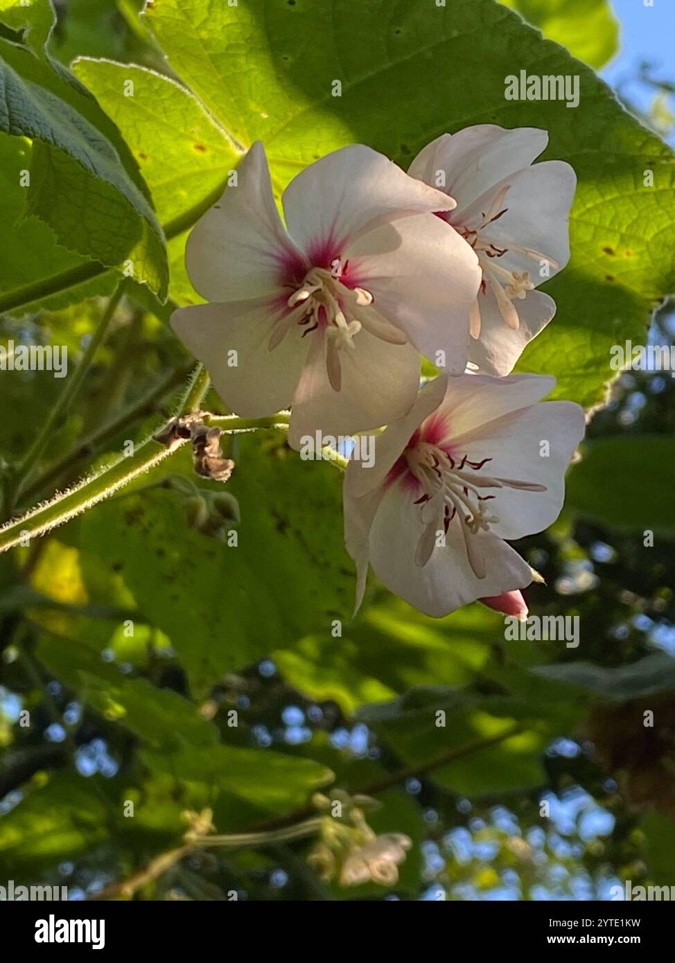 Pink Dombeya (Dombeya burgessiae Stock Photo - Alamy