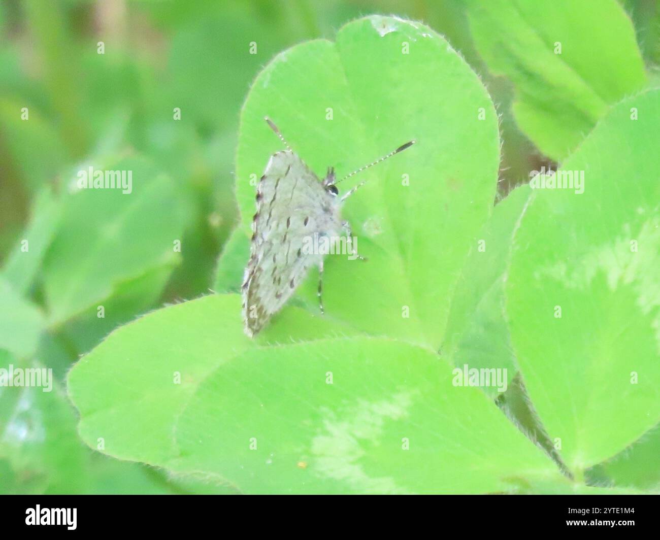 Northern Azure (Celastrina lucia Stock Photo - Alamy