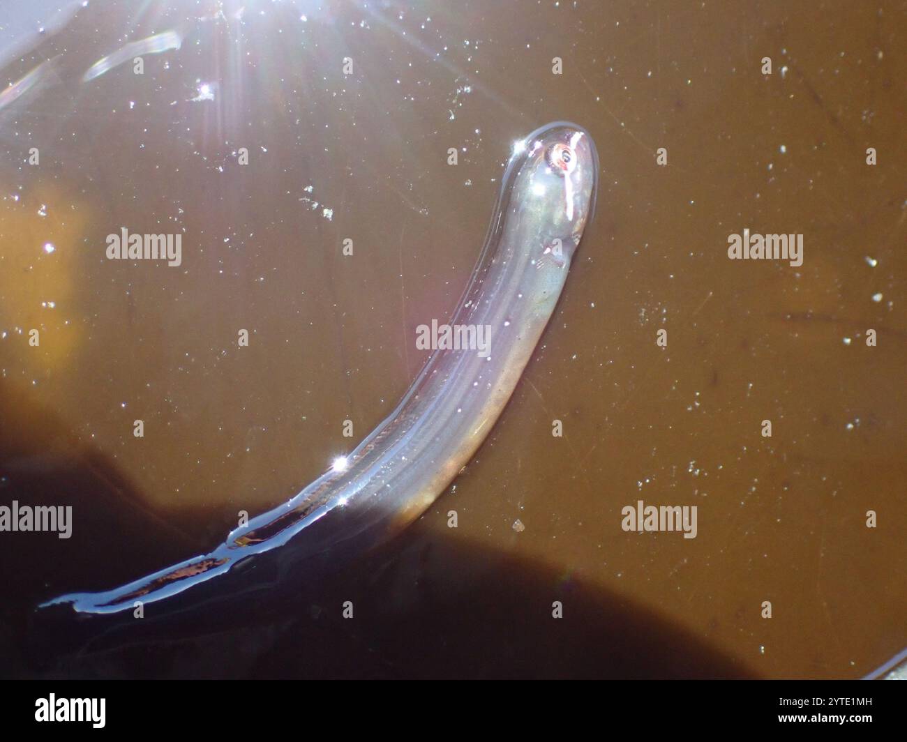 Penpoint Gunnel (Apodichthys flavidus Stock Photo - Alamy