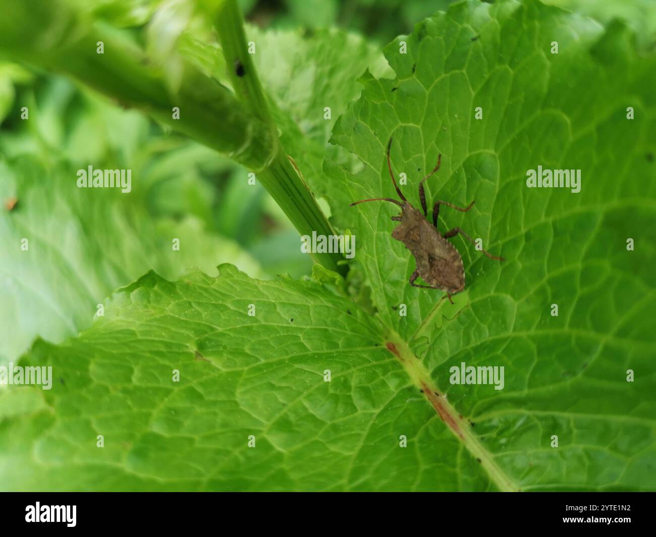 Dock Bug (Coreus marginatus Stock Photo - Alamy
