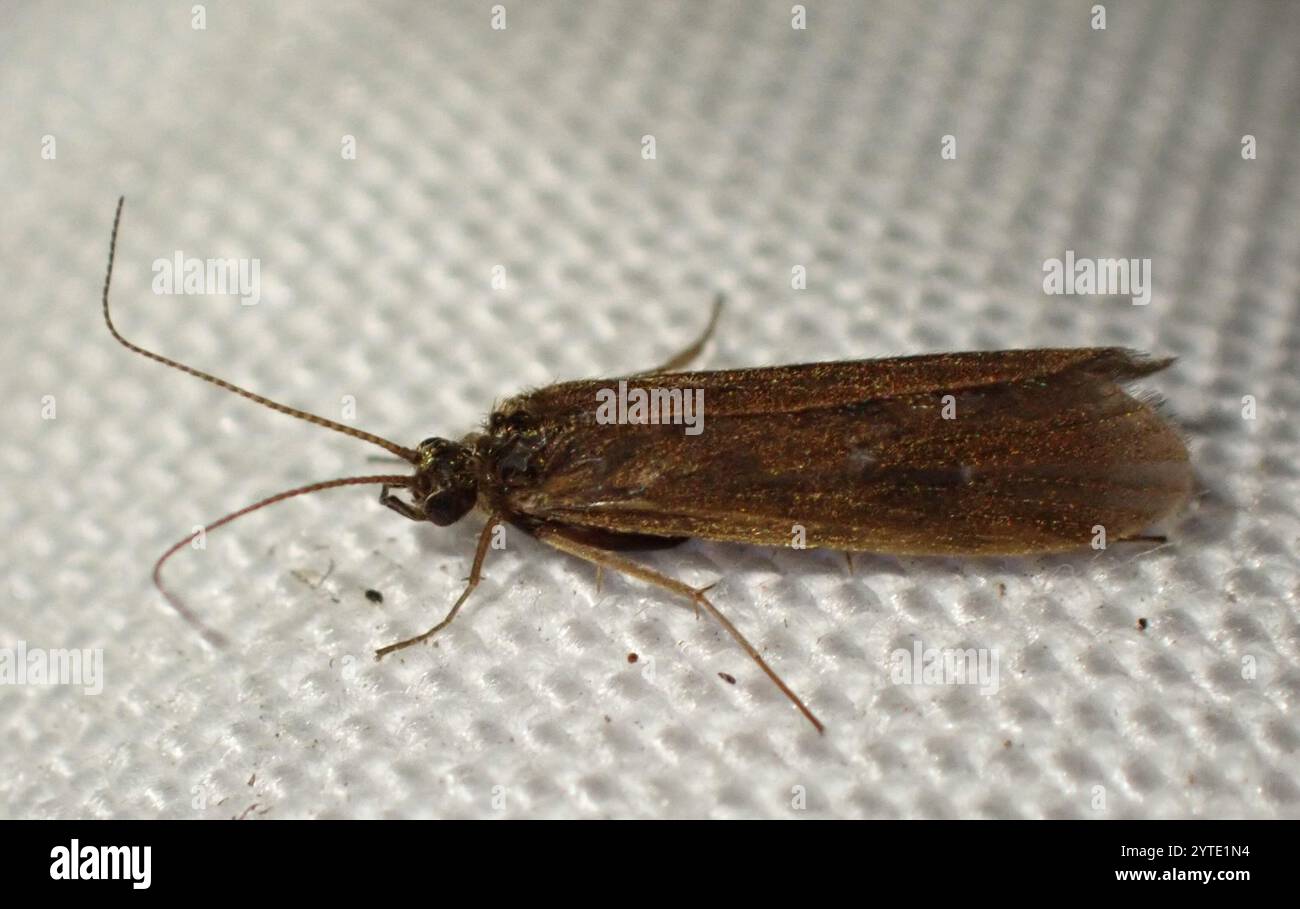 Tube Maker Caddisflies (Polycentropodidae Stock Photo - Alamy