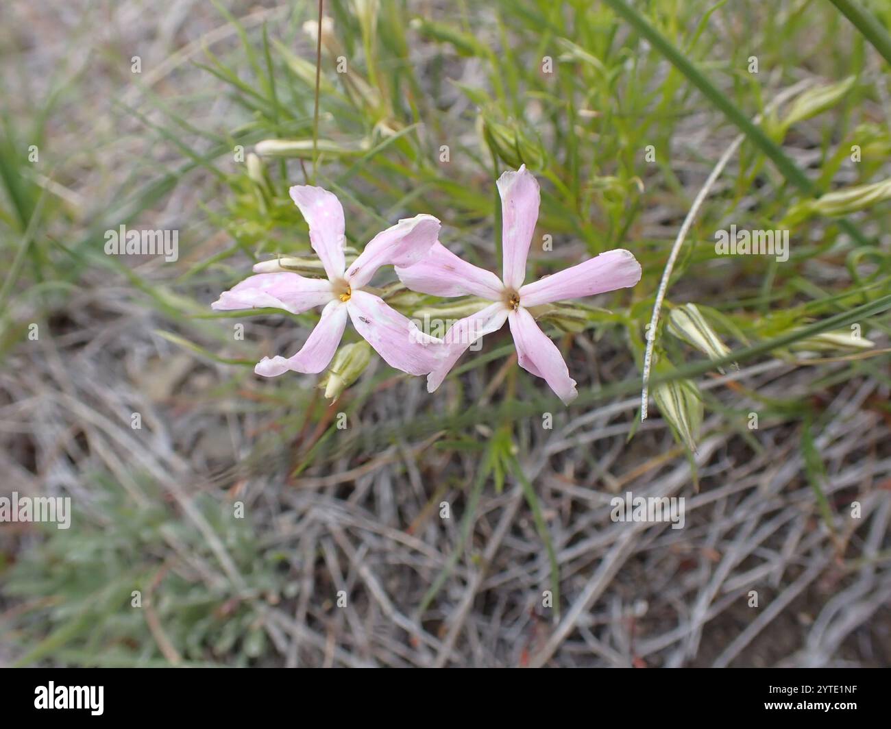 Longleaf Phlox (Phlox longifolia Stock Photo - Alamy