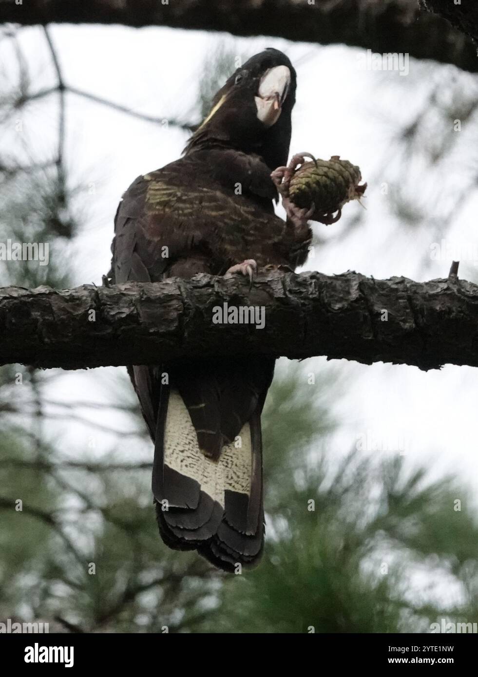 Yellow-tailed Black Cockatoo (Zanda funerea Stock Photo - Alamy