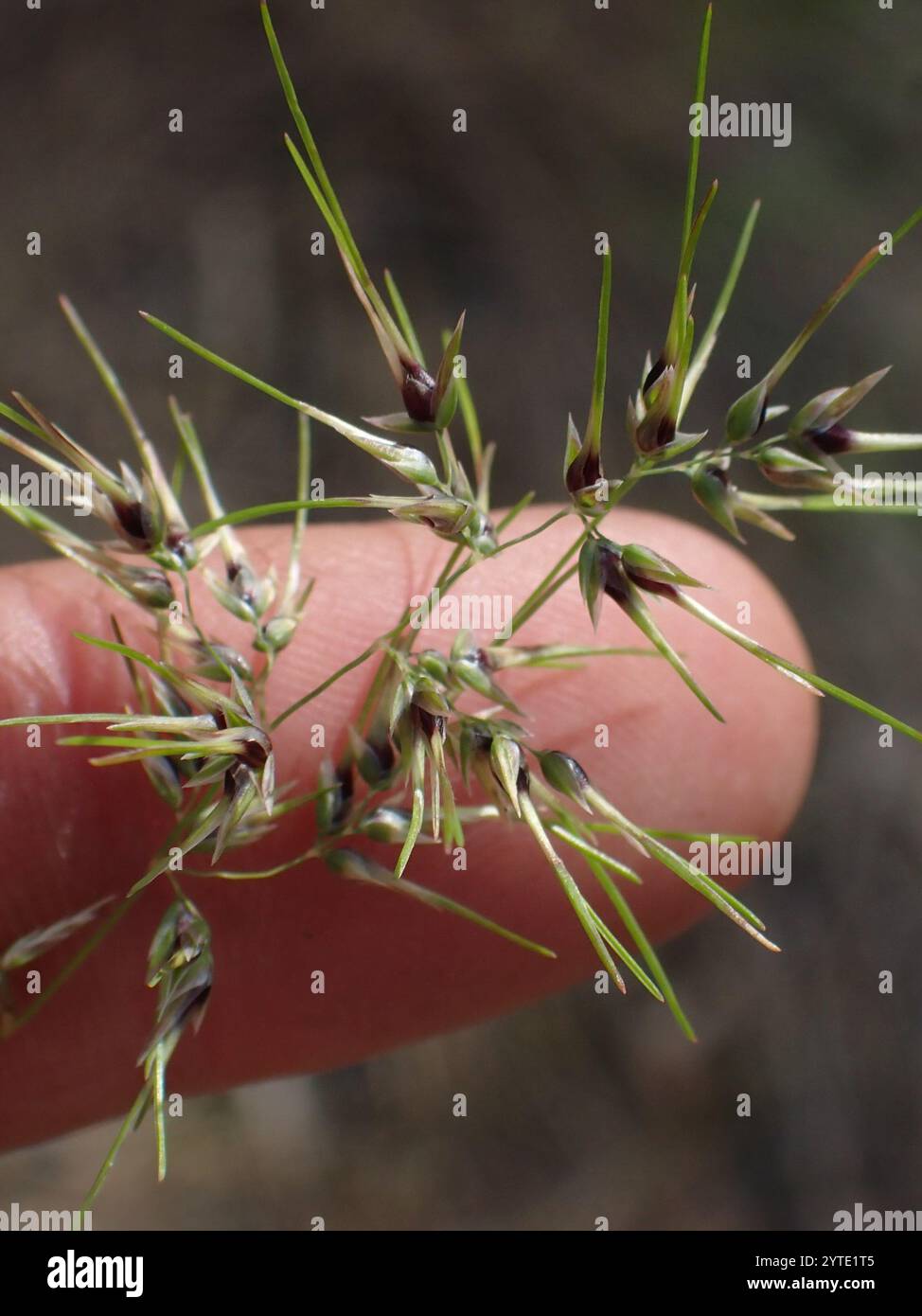 Bulbous Bluegrass (Poa bulbosa Stock Photo - Alamy