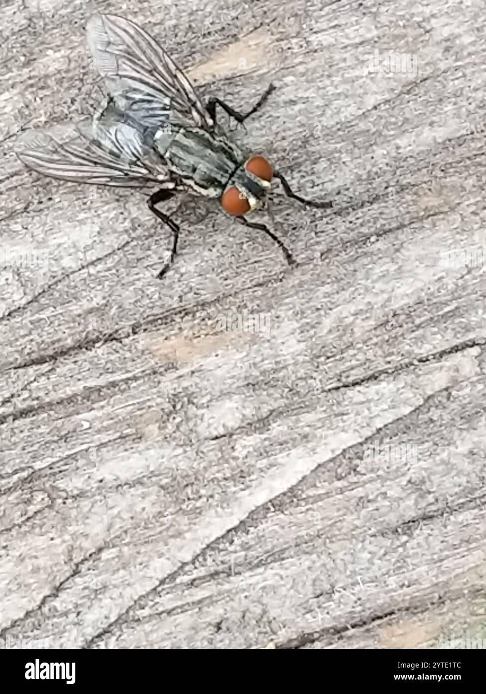 Common Flesh Flies (Sarcophaga Stock Photo - Alamy