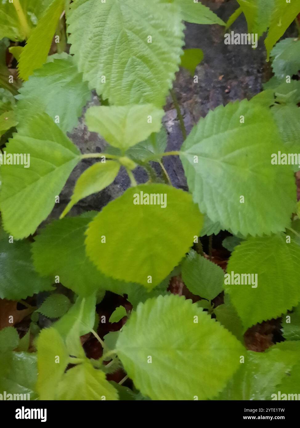 wood nettle (Laportea canadensis Stock Photo - Alamy