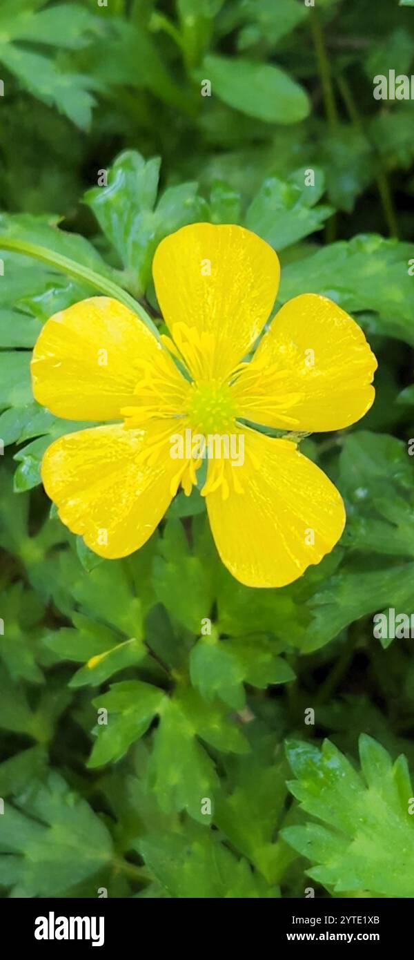 Creeping buttercup (Ranunculus repens Stock Photo - Alamy