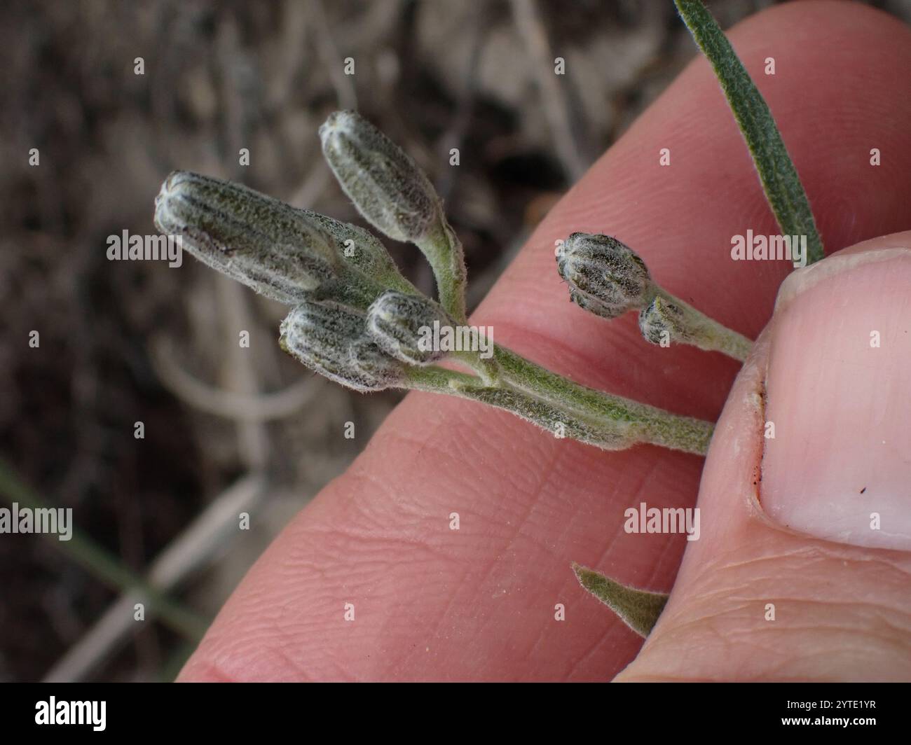 Slender Hawksbeard (Crepis atribarba Stock Photo - Alamy