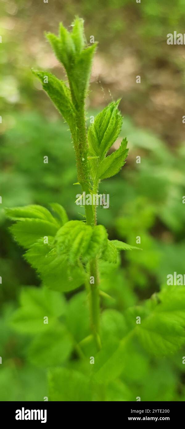 multiflora rose (Rosa multiflora Stock Photo - Alamy