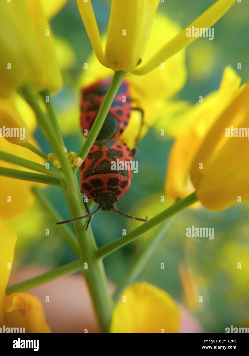 cruciferous bug (Eurydema ventralis Stock Photo - Alamy