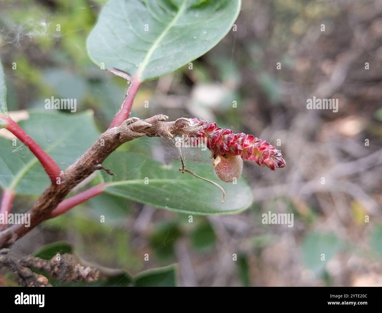 sugar bush × lemonade berry hybrid (Rhus integrifolia × ovata Stock ...
