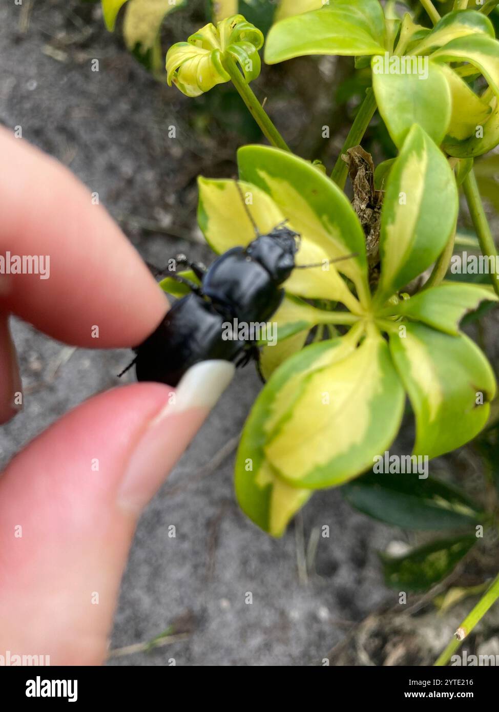 Warrior Beetles (Pasimachus Stock Photo - Alamy