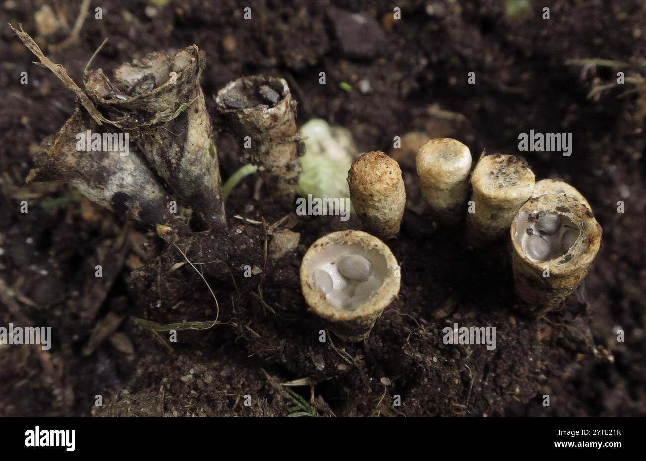 bird's nest fungi (Nidulariaceae Stock Photo - Alamy