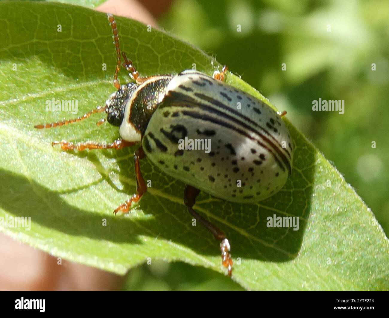 Common Willow Calligrapher Beetle (Calligrapha multipunctata Stock Photo - Alamy