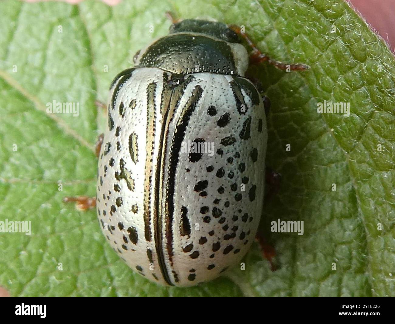 Common Willow Calligrapher Beetle (Calligrapha multipunctata Stock Photo - Alamy