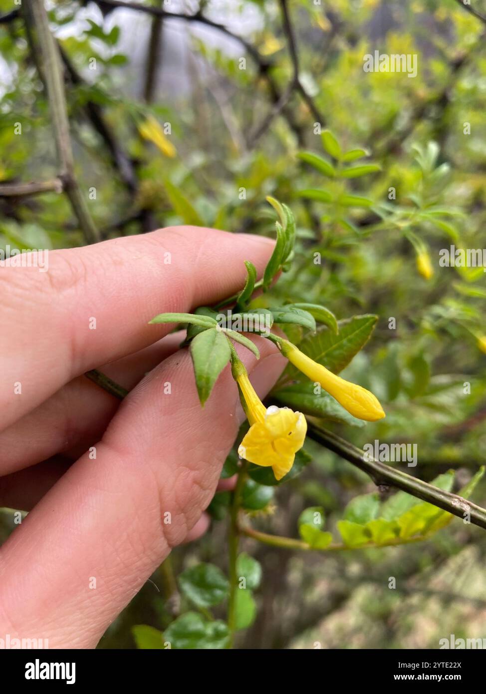 Italian Jasmine (Chrysojasminum humile Stock Photo - Alamy