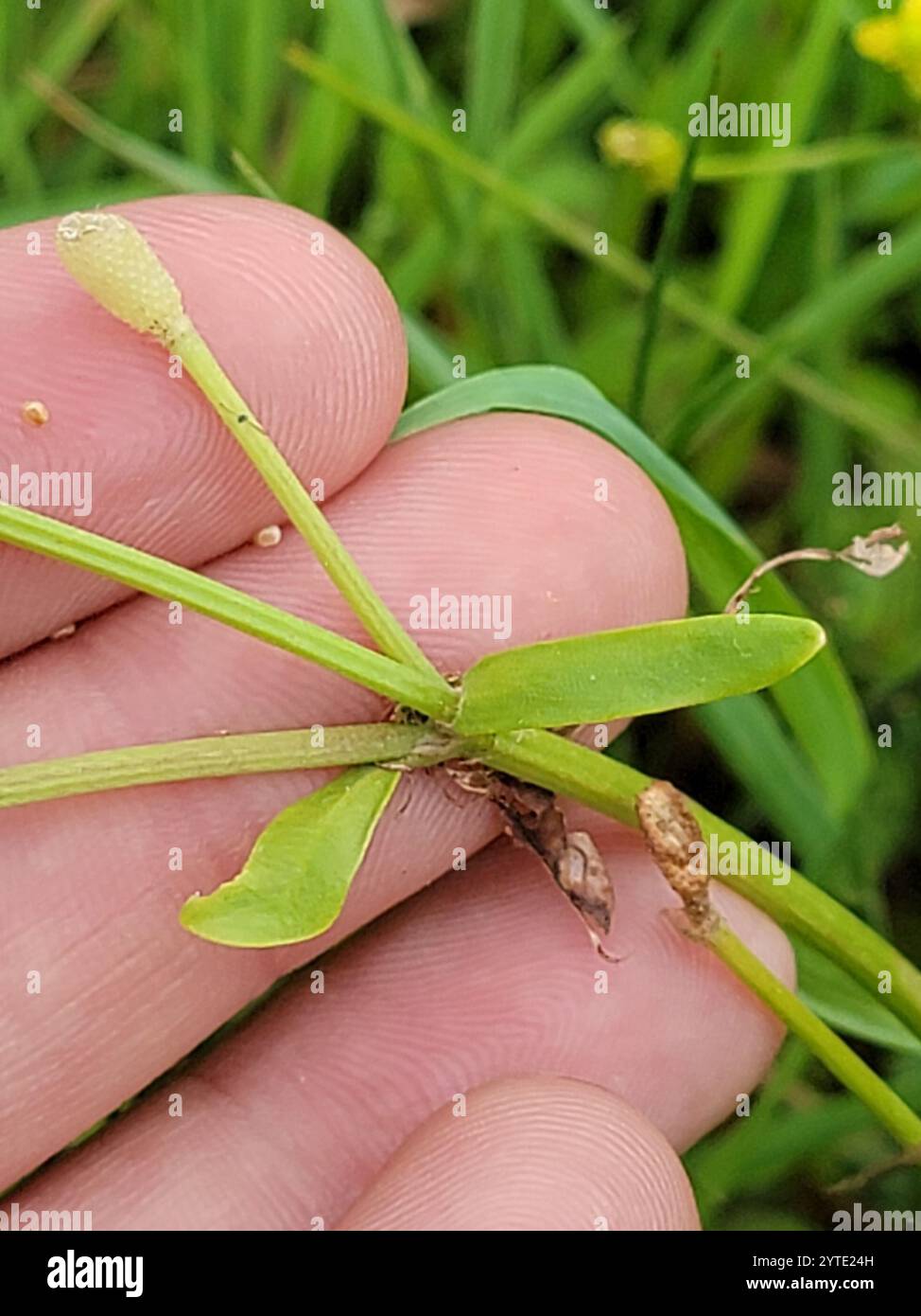 cursed crowfoot (Ranunculus sceleratus Stock Photo - Alamy