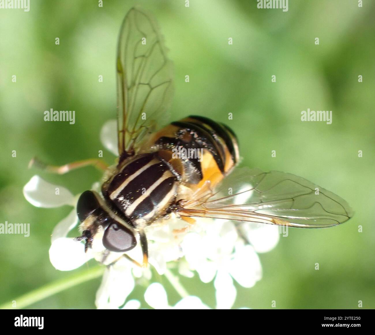 Sun Fly (Helophilus pendulus Stock Photo - Alamy