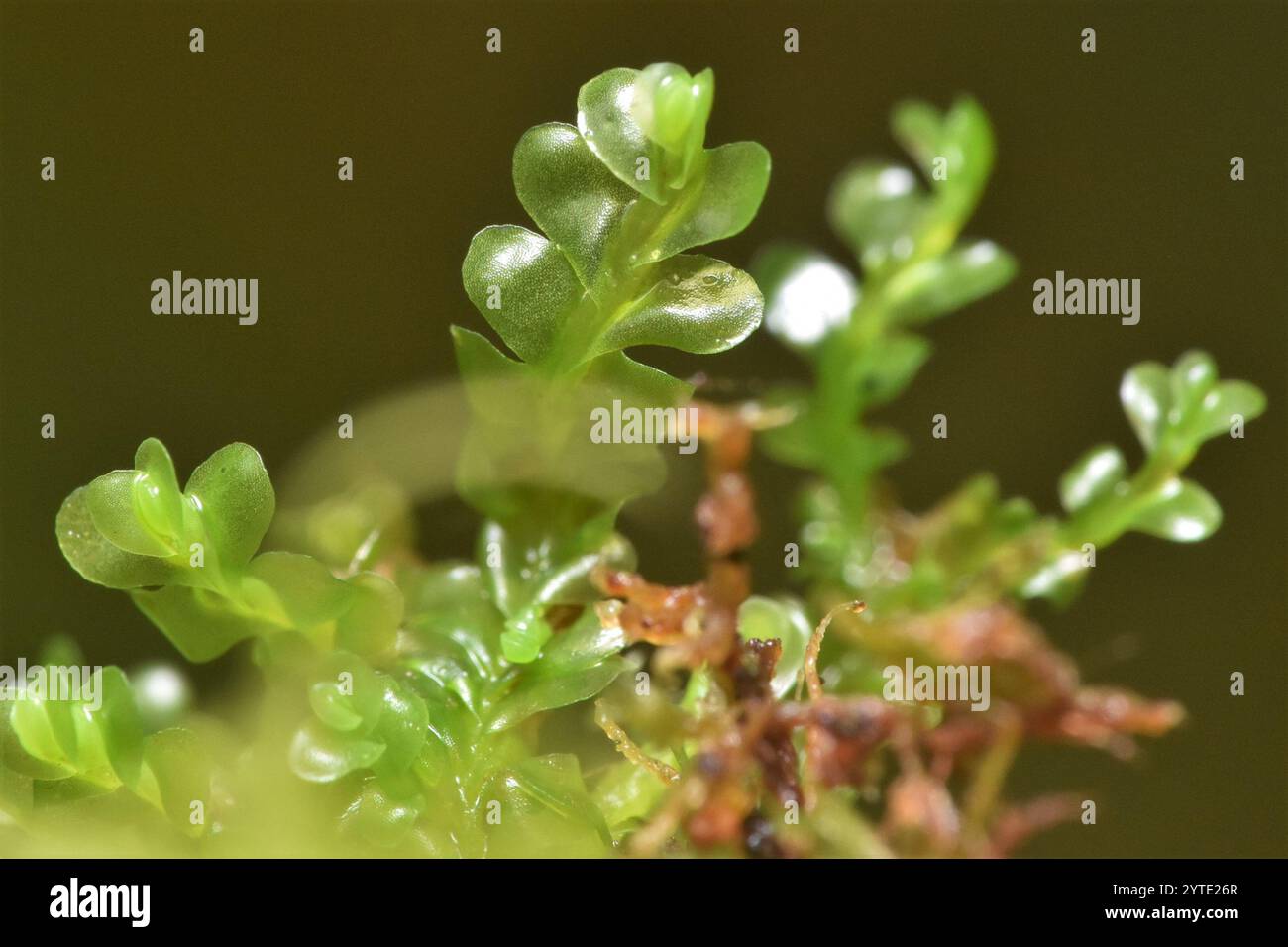 Square-leaved Crestwort (Chiloscyphus polyanthos Stock Photo - Alamy