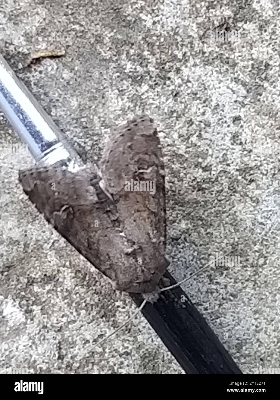 Sordens hi-res stock photography and images - Alamy