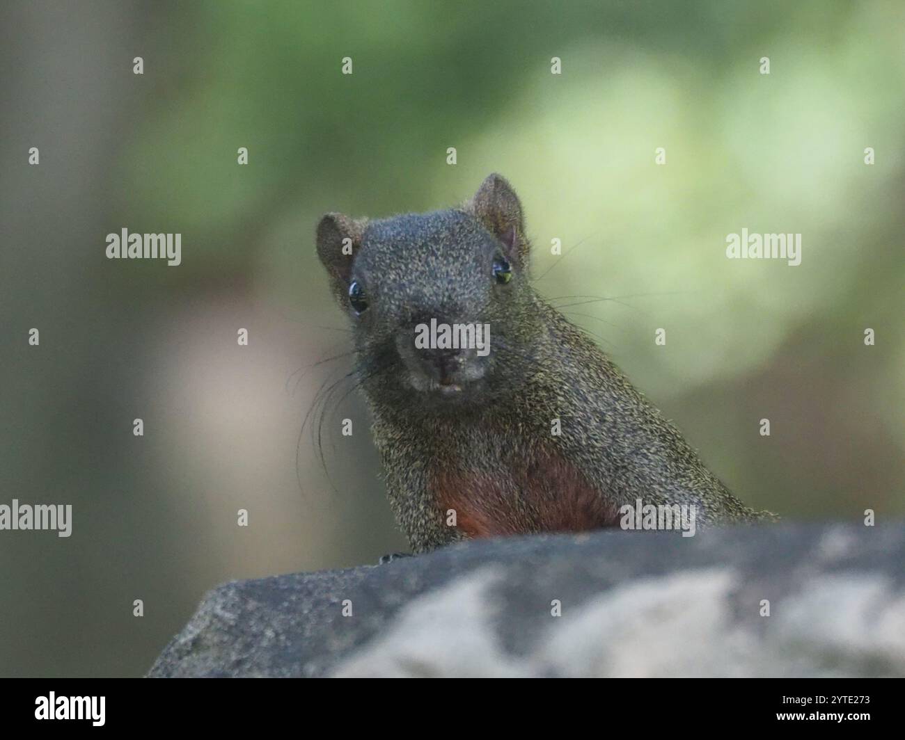Taiwan Squirrel (Callosciurus erythraeus thaiwanensis Stock Photo - Alamy