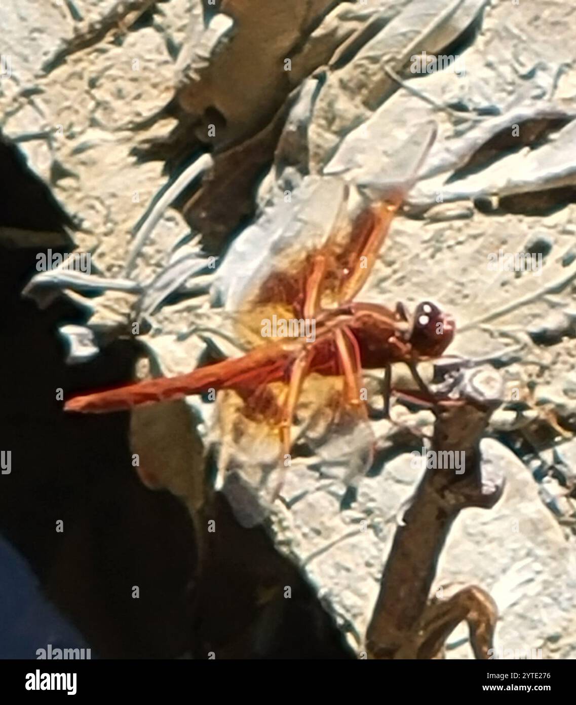 Flame Skimmer (Libellula saturata Stock Photo - Alamy