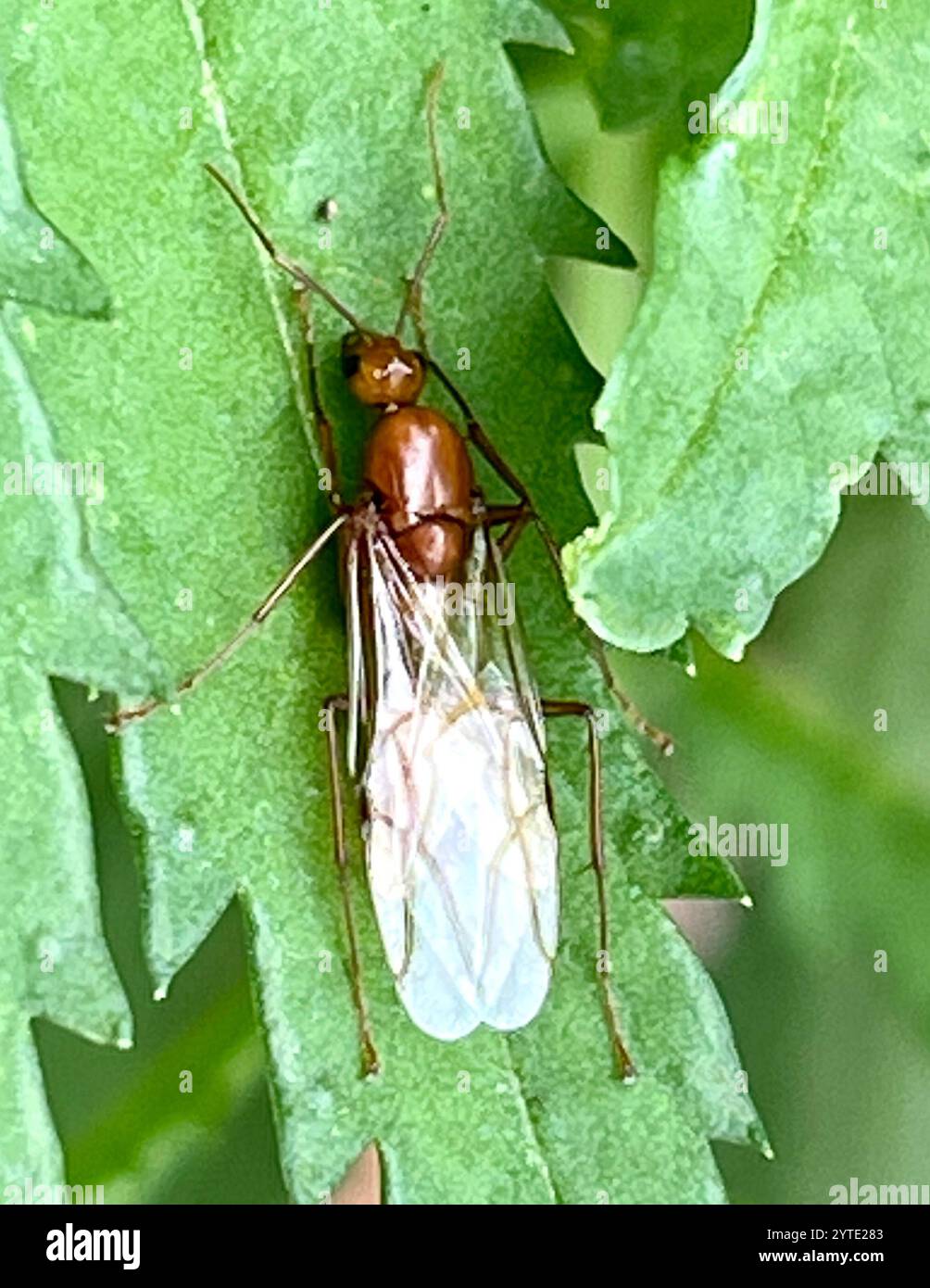 Chestnut carpenter ant hi-res stock photography and images - Alamy