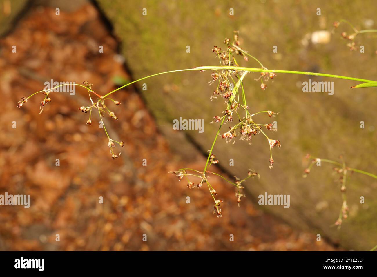 Great Woodrush (Luzula sylvatica Stock Photo - Alamy
