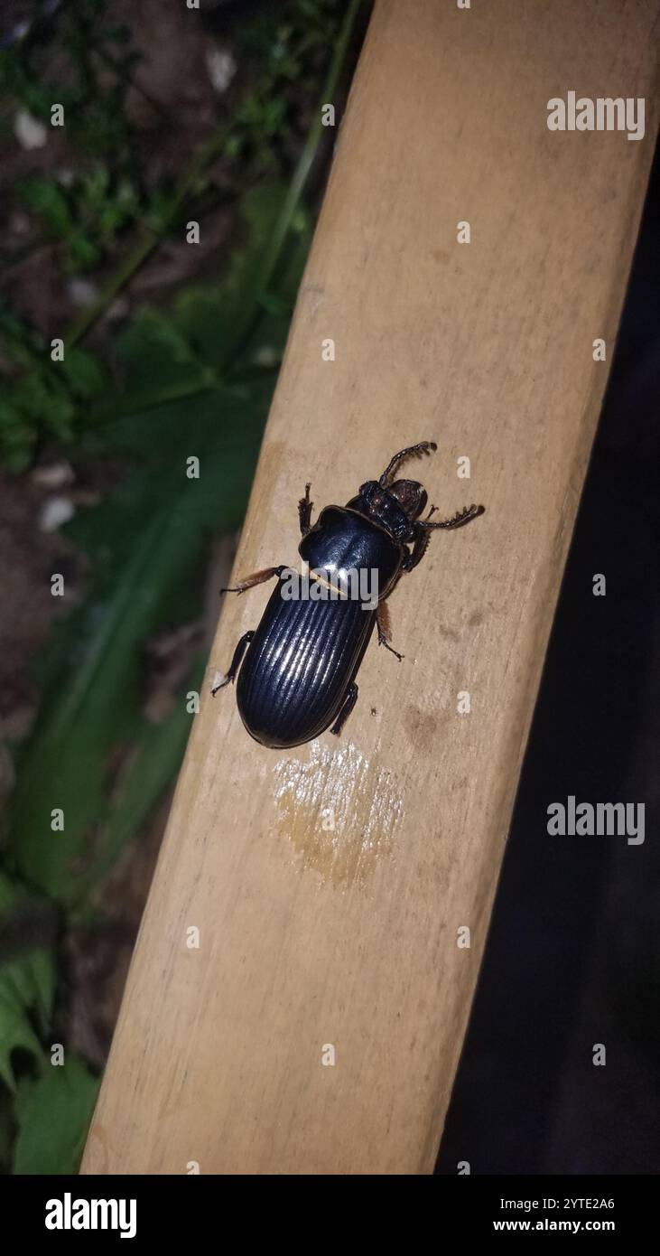 Odontotaenius disjunctus hi-res stock photography and images - Alamy