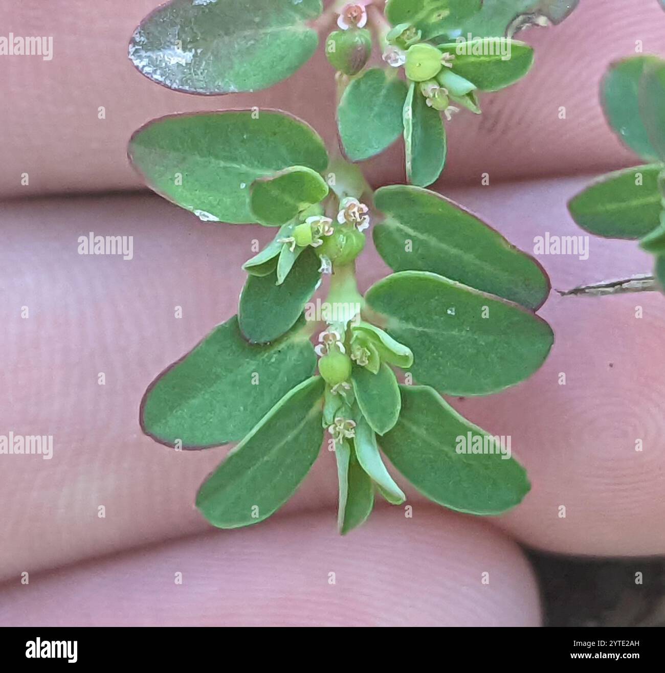 limestone sandmat (Euphorbia blodgettii Stock Photo - Alamy