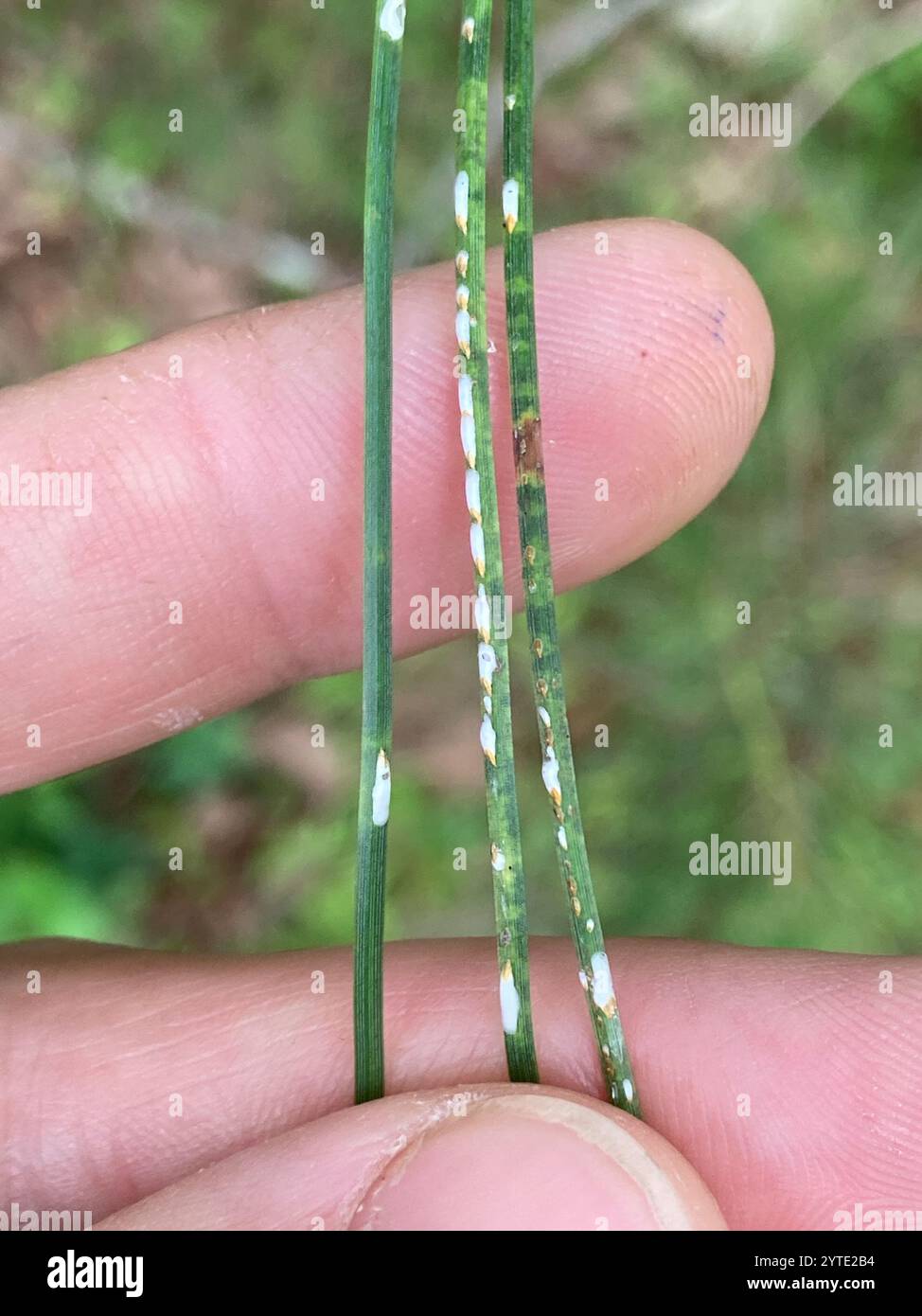 Chionaspis hi-res stock photography and images - Alamy