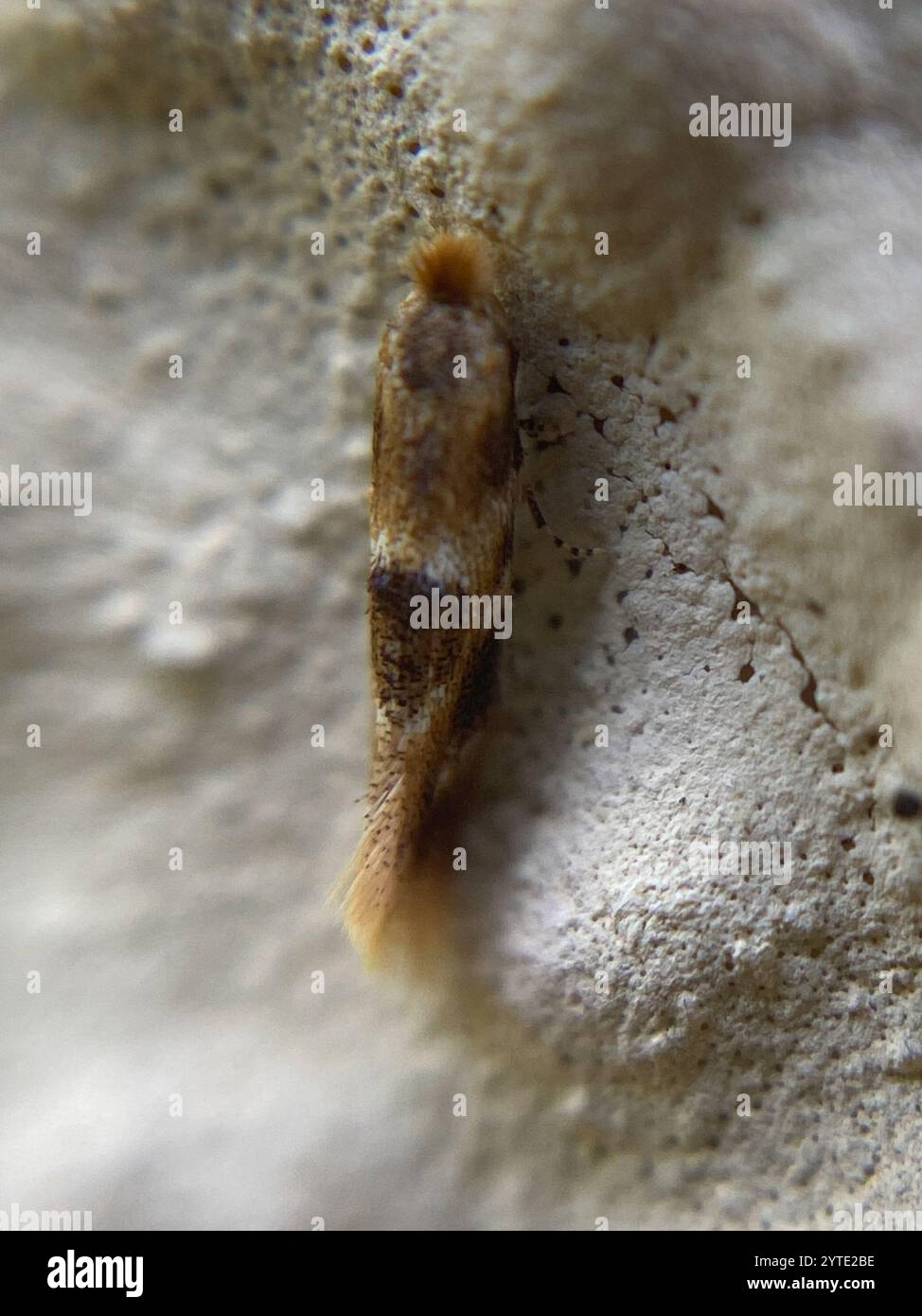 Oak Bent-wing (Bucculatrix ulmella Stock Photo - Alamy