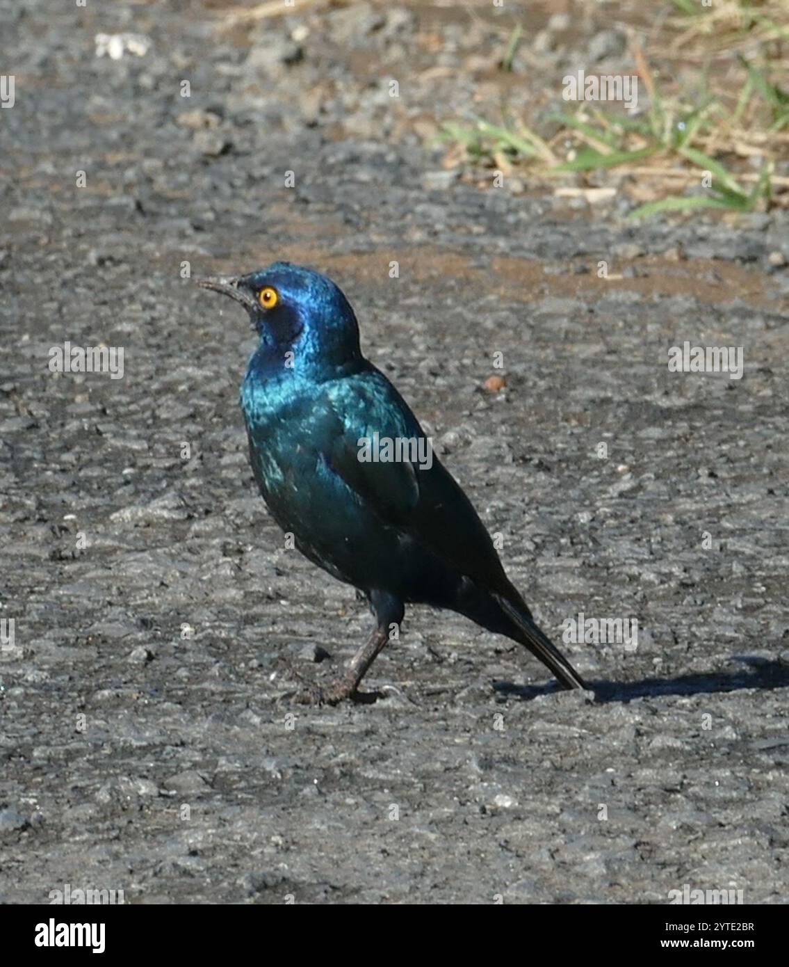 Cape Starling (Lamprotornis nitens Stock Photo - Alamy