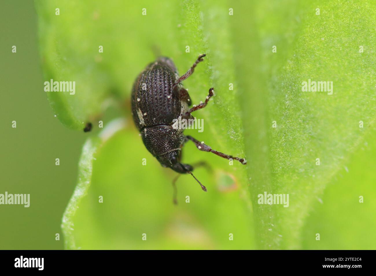 Leucostigma hi-res stock photography and images - Alamy