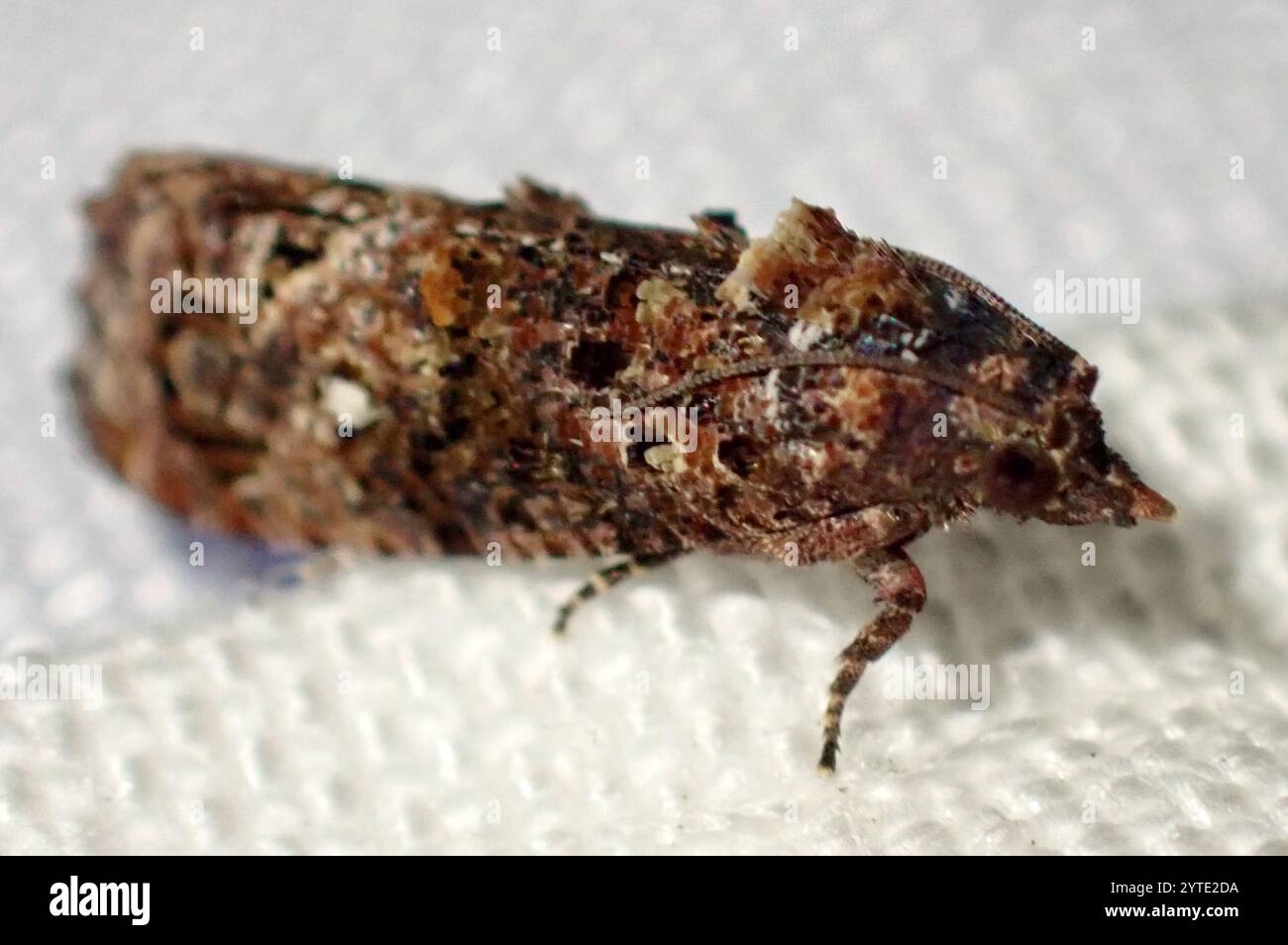 False Codling Moth (Thaumatotibia leucotreta Stock Photo - Alamy