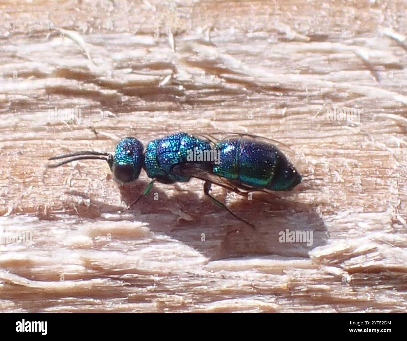 Blue Cuckoo Wasp (Trichrysis cyanea Stock Photo - Alamy