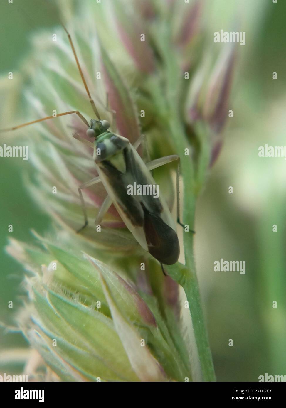 Two-spotted Grass Bug (Stenotus binotatus Stock Photo - Alamy