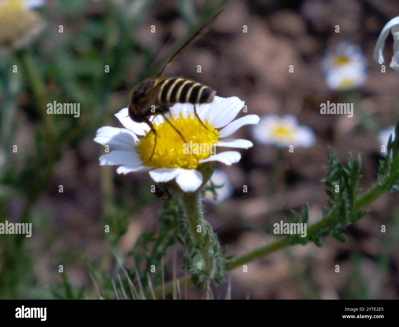 Lomate Bee Flies (Lomatia Stock Photo - Alamy